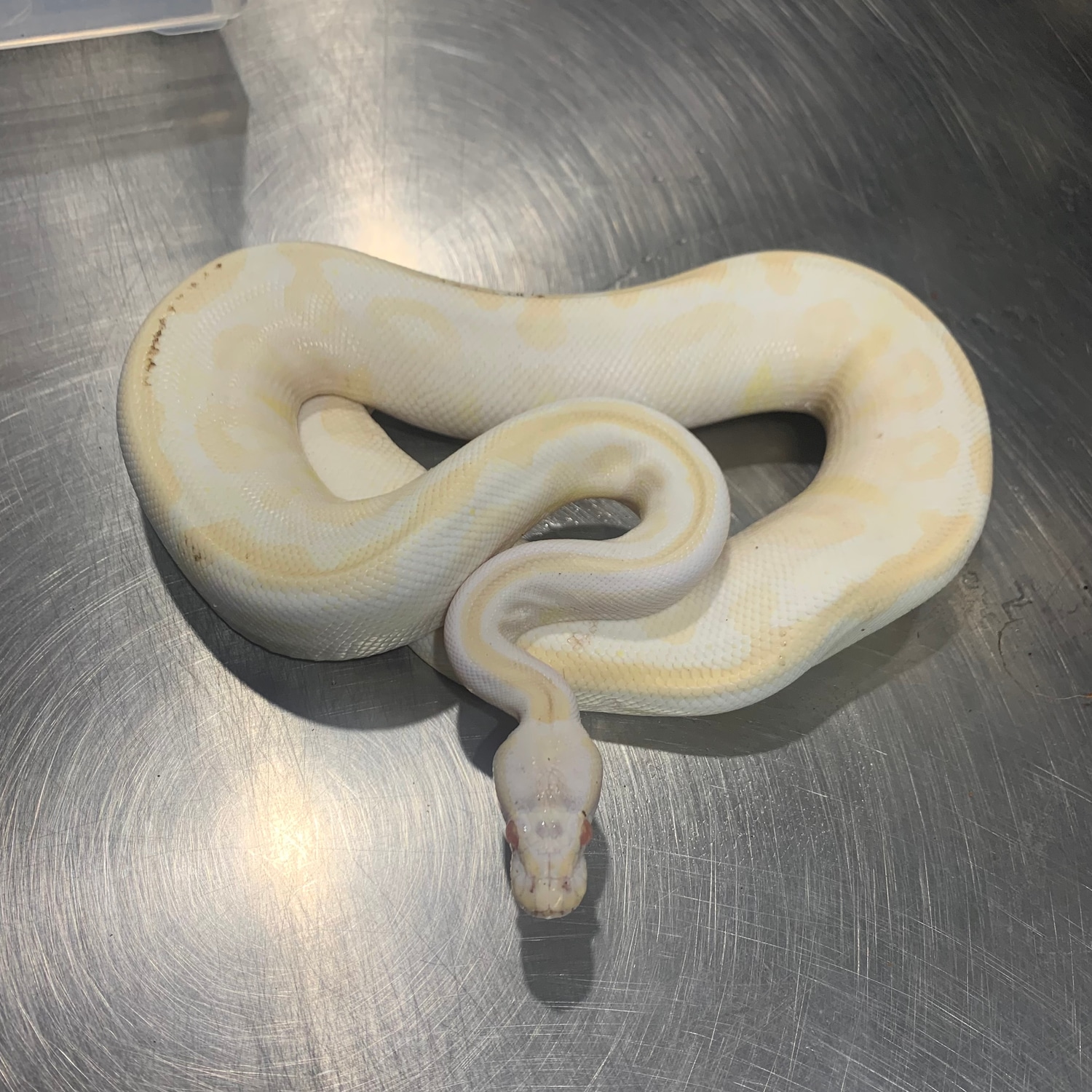 Albino Quake Het Black Lace Ball Python by Freedom Breeder - MorphMarket