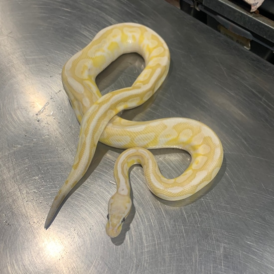 Pastel Lesser Spider Cinnamon Coral Glow Ball Python by Freedom Breeder