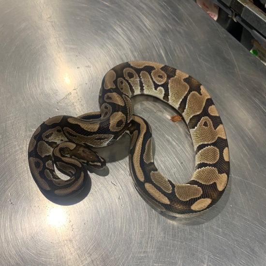 Het Cryptic 66% Het Caramel Ball Python by Freedom Breeder