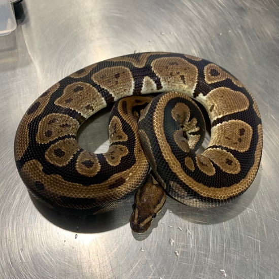 Import S163 Ball Python by Freedom Breeder