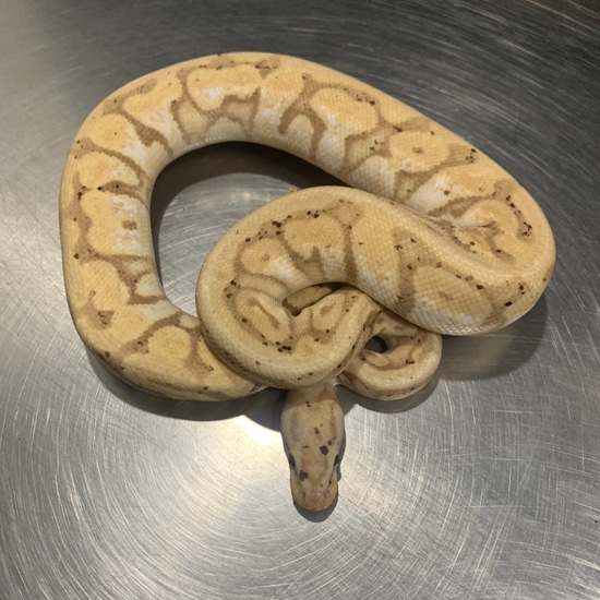 Coral Glow HGW Calico Enchi Ball Python by Freedom Breeder