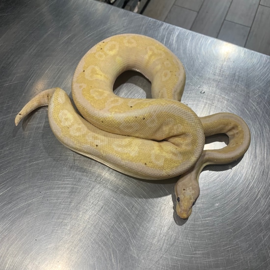 Pastel Coral Glow Super Stripe HGWG Ball Python by Freedom Breeder
