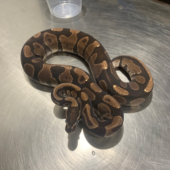 Import #18 Ball Python by Freedom Breeder