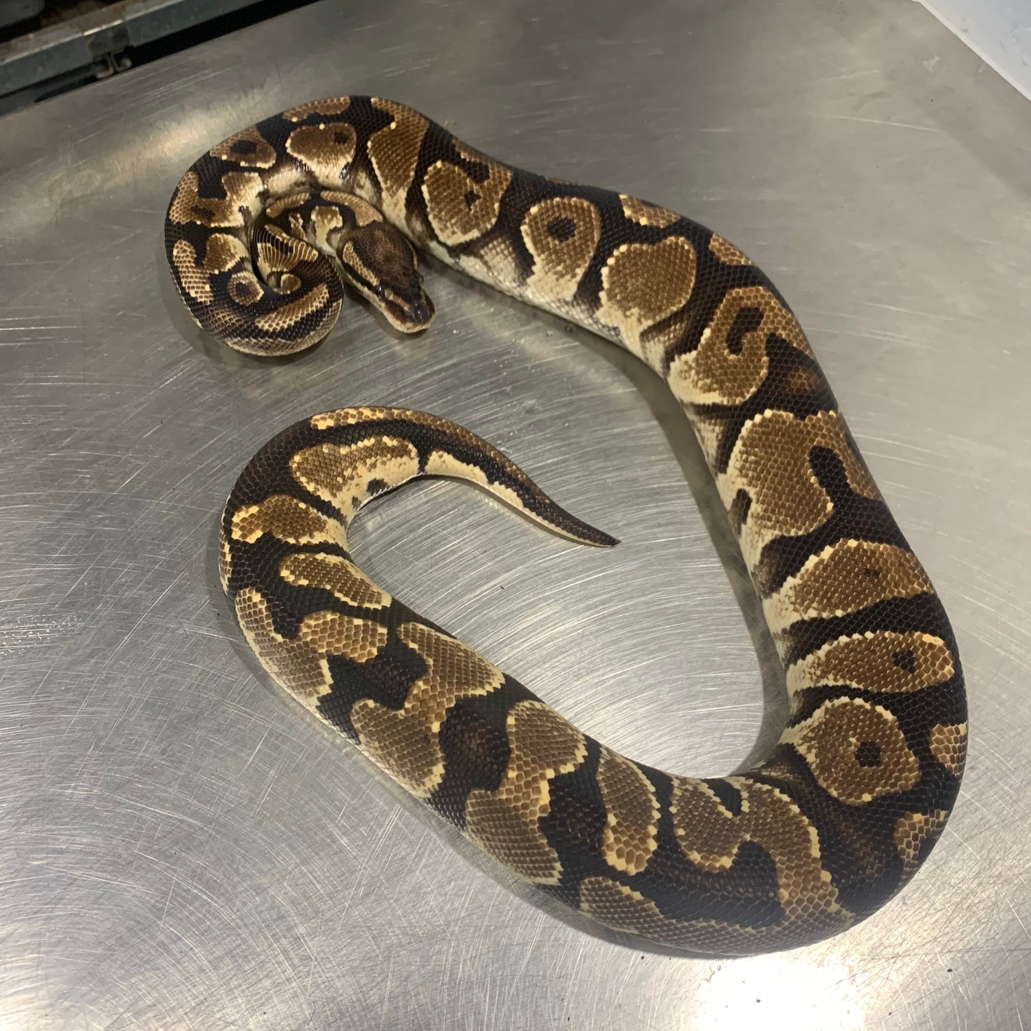 Orange Dream Yellow Belly Ball Python by Freedom Breeder - MorphMarket