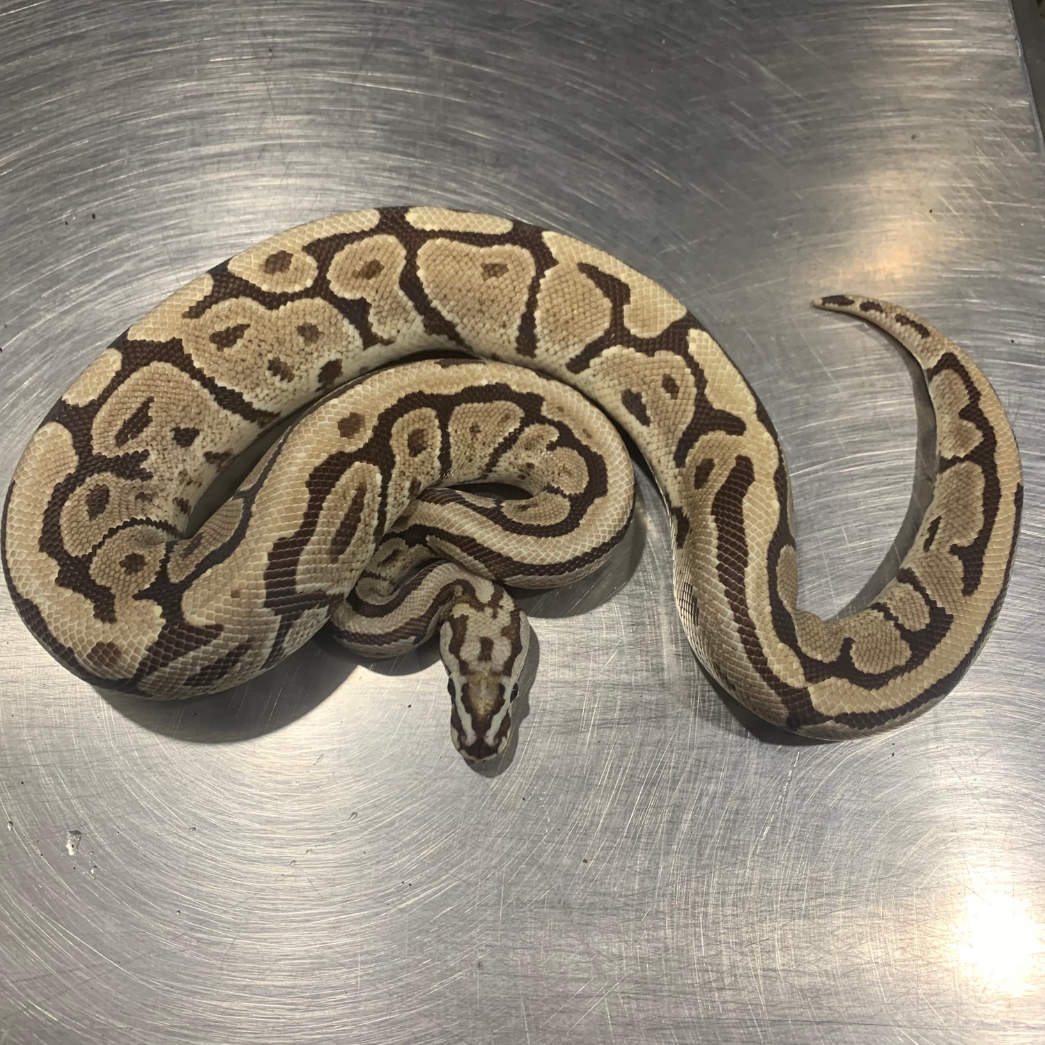 Special Vanilla Spotnose Ball Python by Freedom Breeder - MorphMarket