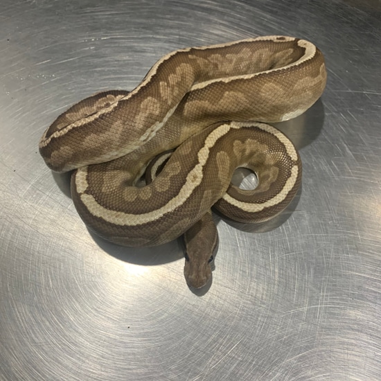 GHI Cinnamon Spotnose HRA Ball Python by Freedom Breeder