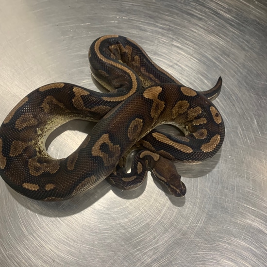Cinnamon Mojave Calico Yellowbelly Ball Python by Freedom Breeder