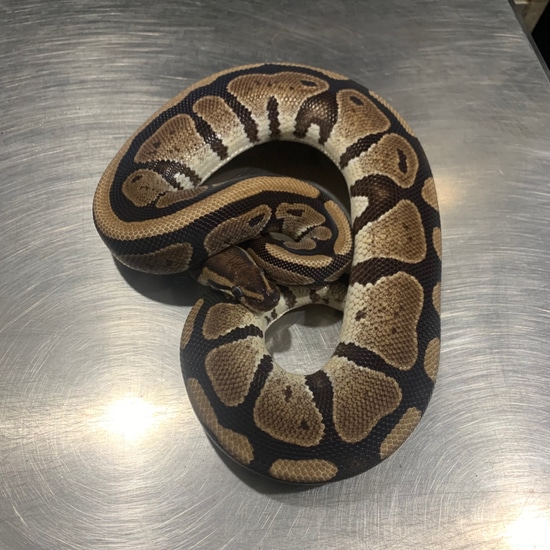 Import #S87 Ball Python by Freedom Breeder