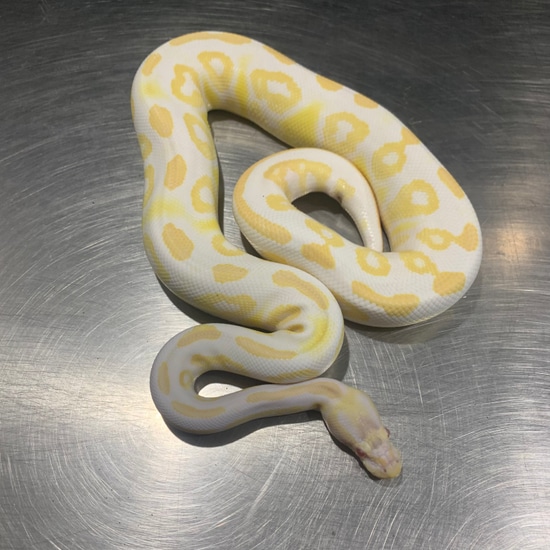 Black Pastel Raven Albino Ball Python by Freedom Breeder
