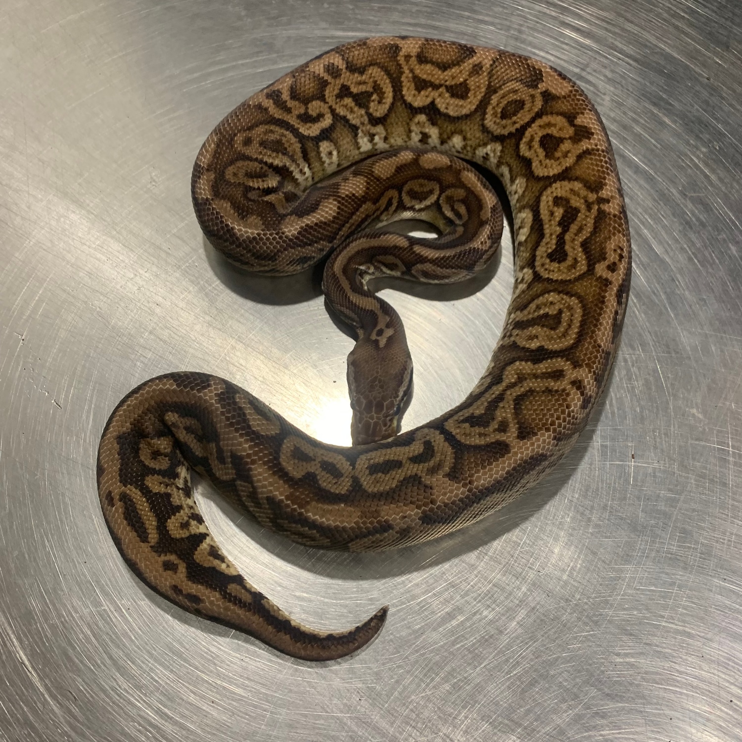 Black Pewter Bongo Ball Python by Freedom Breeder - MorphMarket