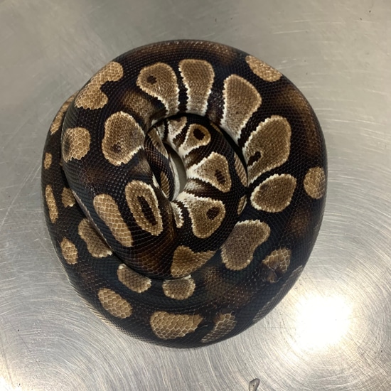 Import #39 Ball Python by Freedom Breeder