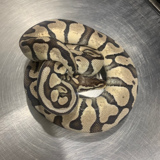Super Pastel Het VPI Axanthic Pos. Yellowbelly Ball Python by Freedom ...