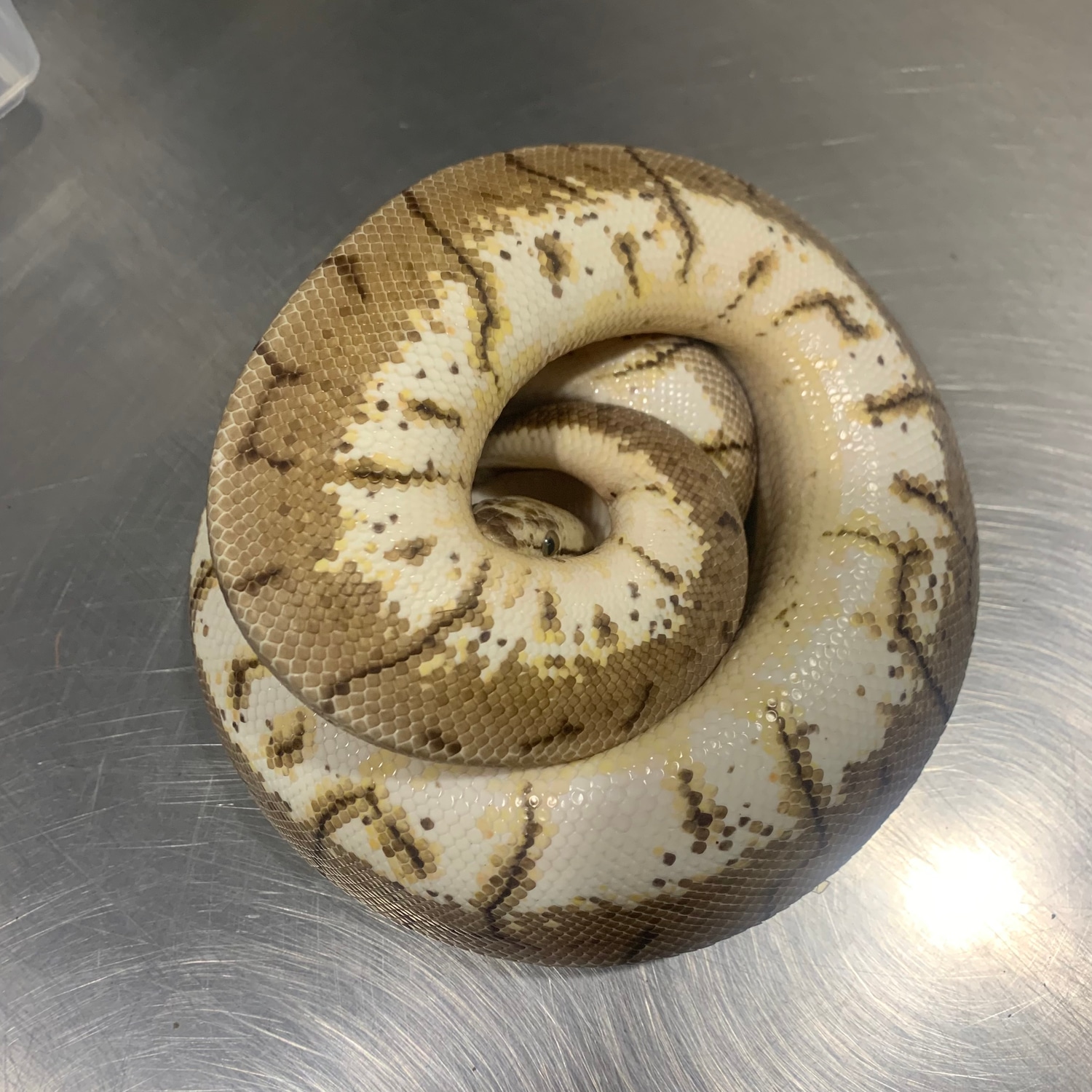 SpinnerBlast Scaleless Head Ball Python by Freedom Breeder - MorphMarket