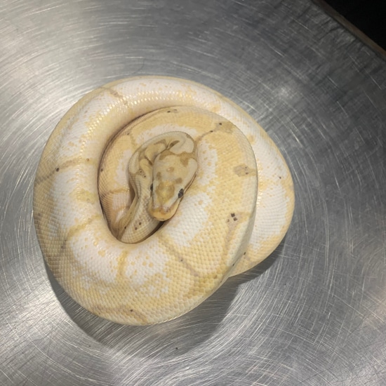 Coral Glow Spider Pos. Enchi/YB/Lucifer Ball Python by Freedom Breeder