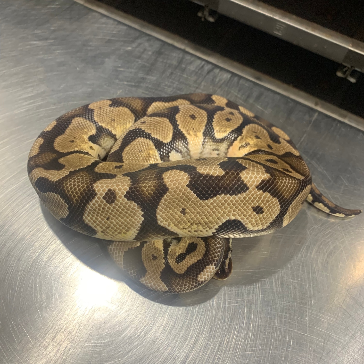 Pastel Het Ghost Pos. Red Stripe Ball Python by Freedom Breeder ...