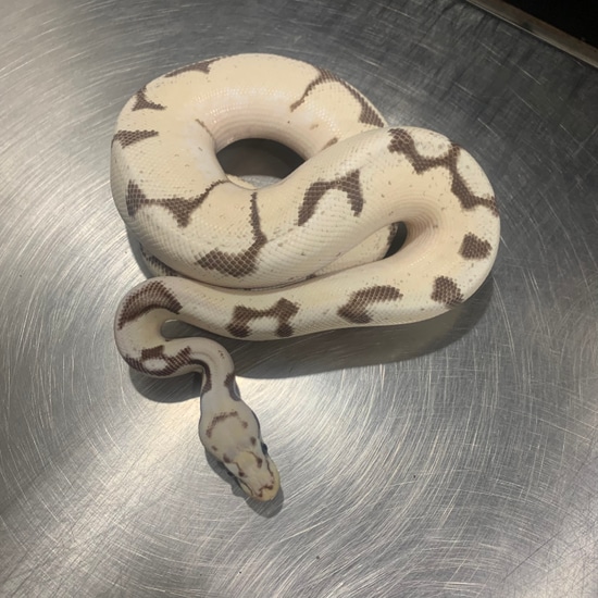 Enchi Calico Bumble Bee Orange Dream Pos. Fire Ball Python by Freedom Breeder