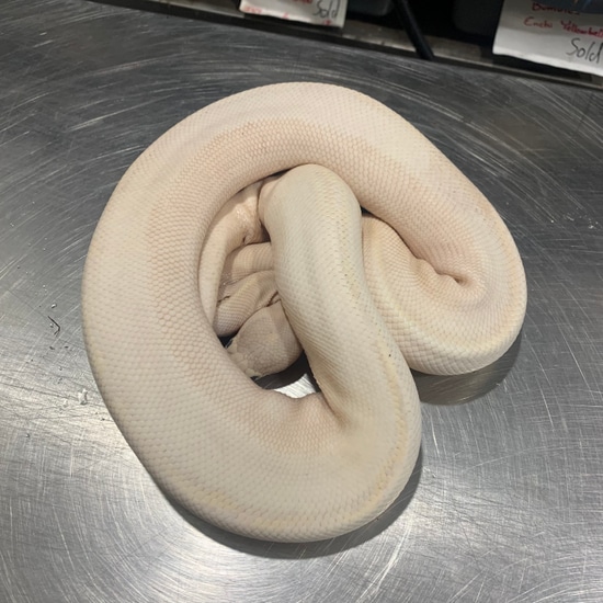 Mojave Spider Flare Yellowbelly Ball Python by Freedom Breeder
