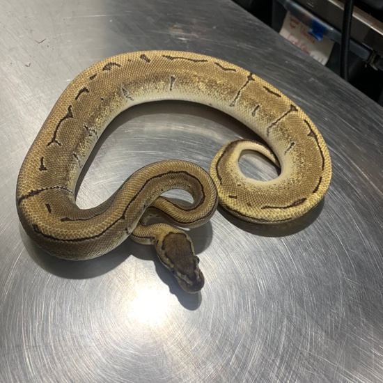 Enchi Pinstripe Dinker Ball Python by Freedom Breeder
