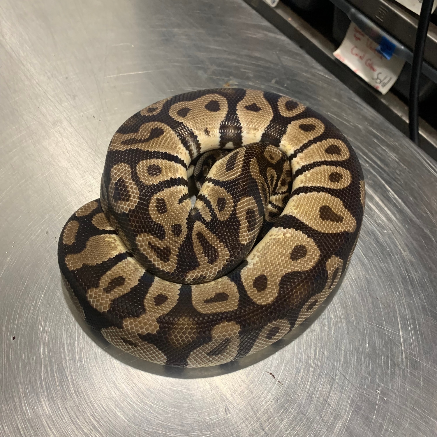 Pastel Orange Dream Ball Python by Freedom Breeder - MorphMarket