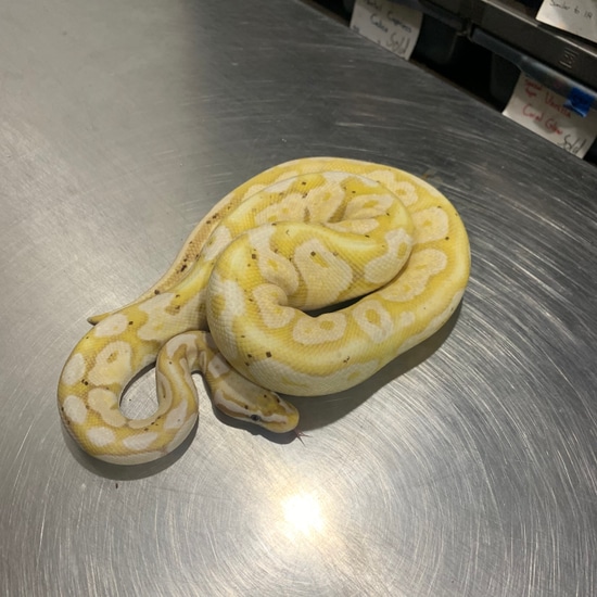 Super Pastel Coral Glow Harlequin Het Axanthic (VPI) Ball Python by ...