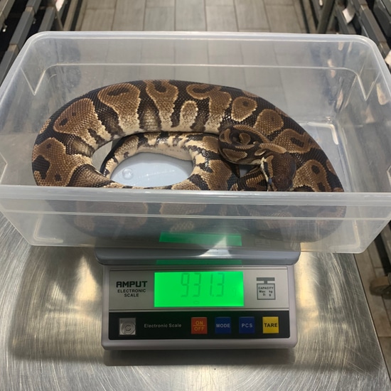 Gravel Ball Python by Freedom Breeder