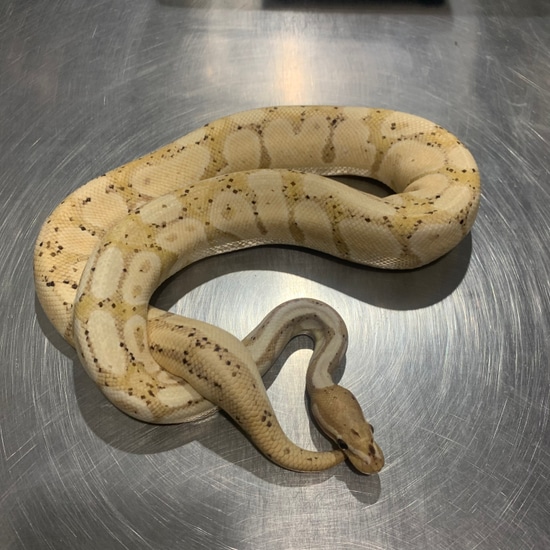 Coral Glow Het Pied Ball Python by Freedom Breeder