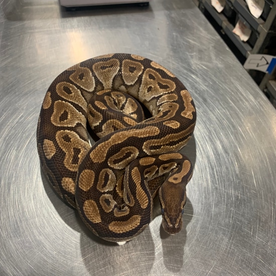 Special Ball Python by Freedom Breeder