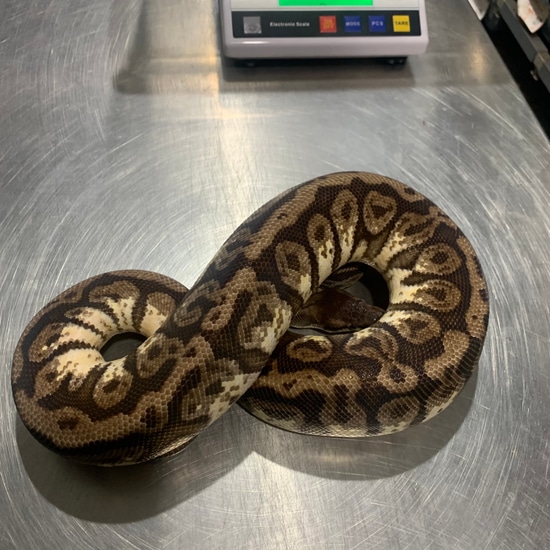 Pastel HGWG Specter / Yellowbelly Ball Python by Freedom Breeder