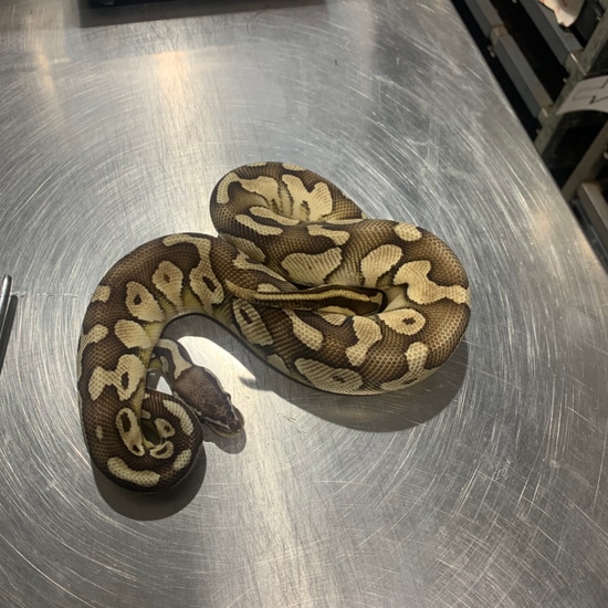 Pastel Mocha Ball Python by Freedom Breeder