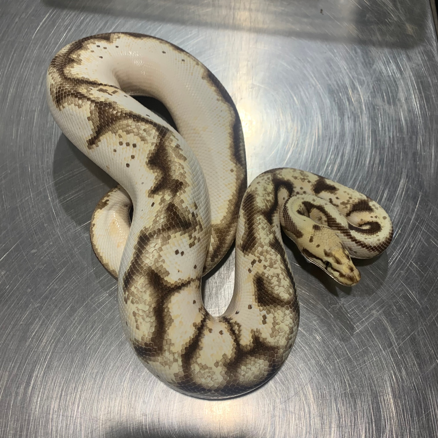 Bumblebee Fire Calico Pos. Orange Dream Ball Python by Freedom Breeder ...