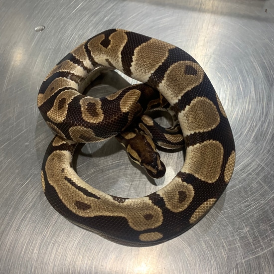Import #46 Ball Python by Freedom Breeder
