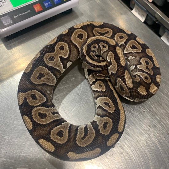 Import #37 Ball Python by Freedom Breeder