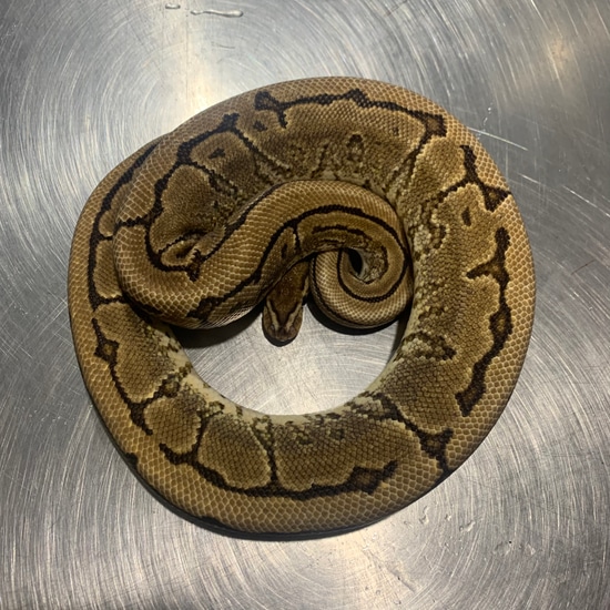 Pinstripe YB Pos. Calico Dinker Enchi Ball Python by Freedom Breeder