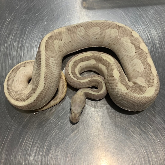 Vanilla Cream Calico Mojave Ball Python by Freedom Breeder