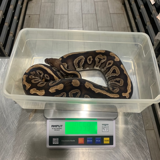 Black Lace Quake Ball Python by Freedom Breeder