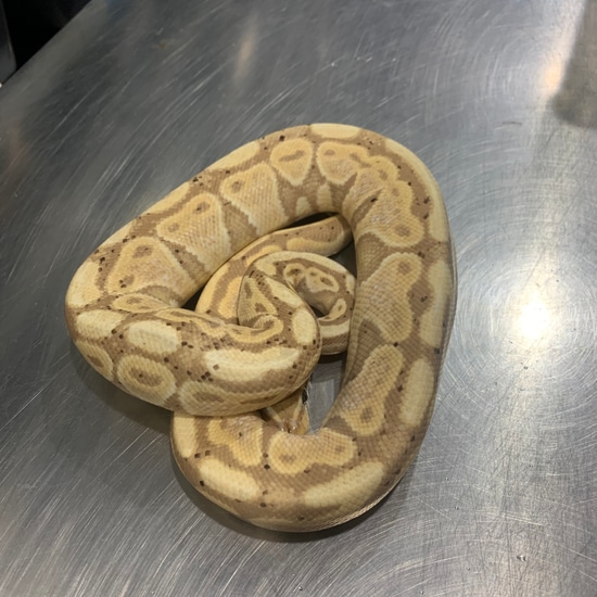 Arroyo Coral Glow Ball Python by Freedom Breeder