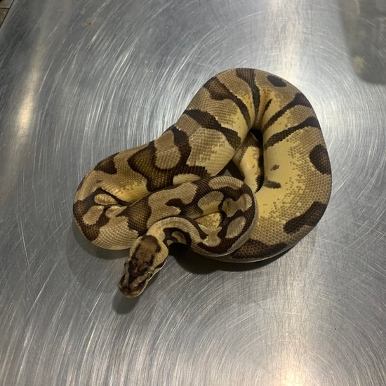 Pastel Enchi Blade Het Clown Ball Python by Freedom Breeder