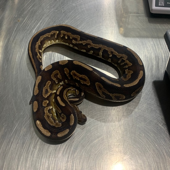 Cinnamon YB / Gravel Ball Python by Freedom Breeder
