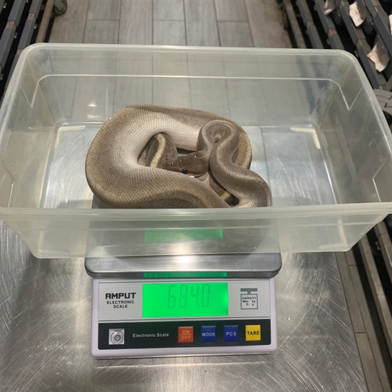 Cinnamon Crystal GHI Pos. Super Special HGW Ball Python by Freedom Breeder