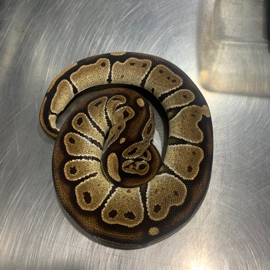 Black Back Dinker Ball Python by Freedom Breeder
