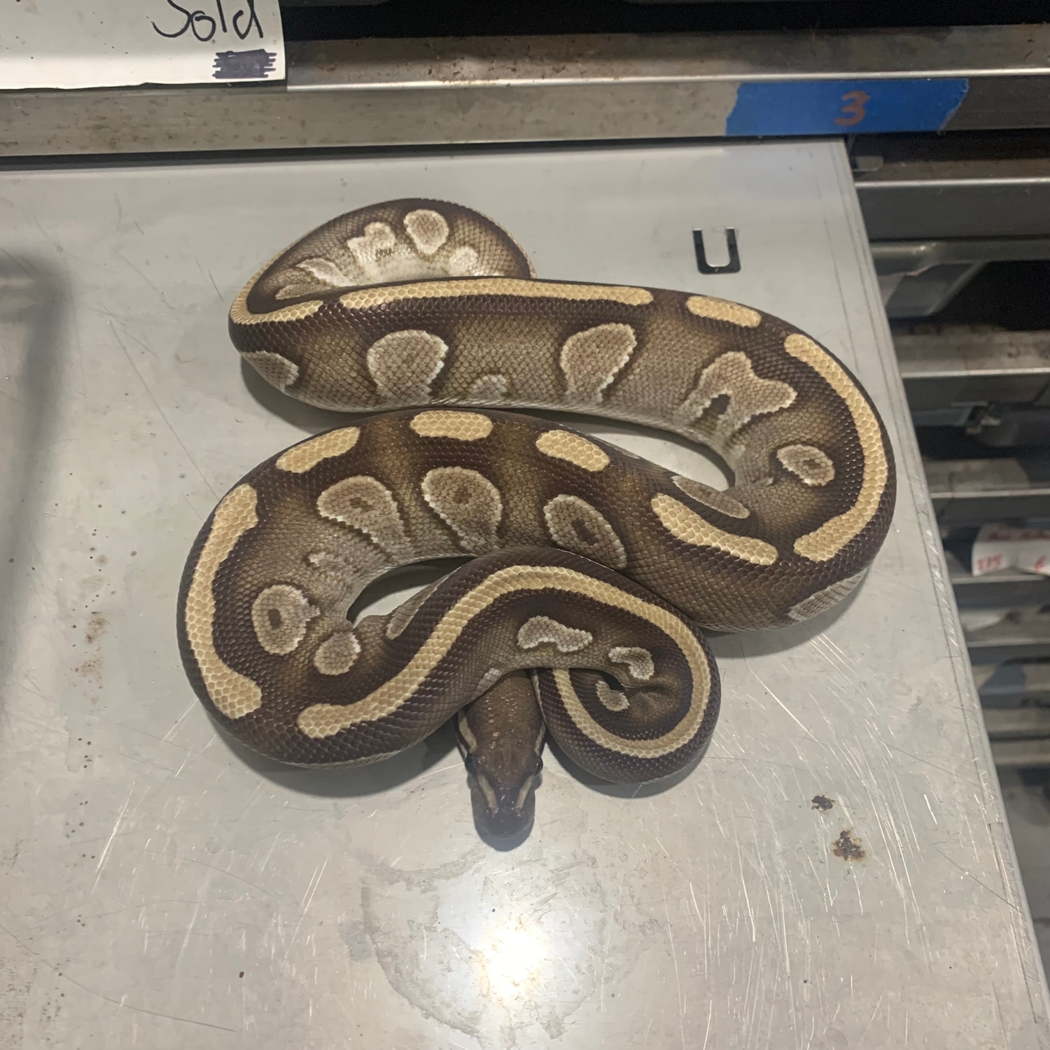 Mojave Odium Ball Python by Freedom Breeder - MorphMarket