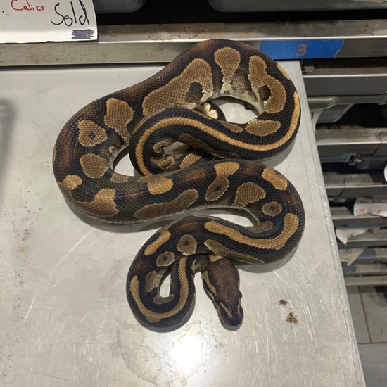 Yellowbelly Ball Python by Freedom Breeder