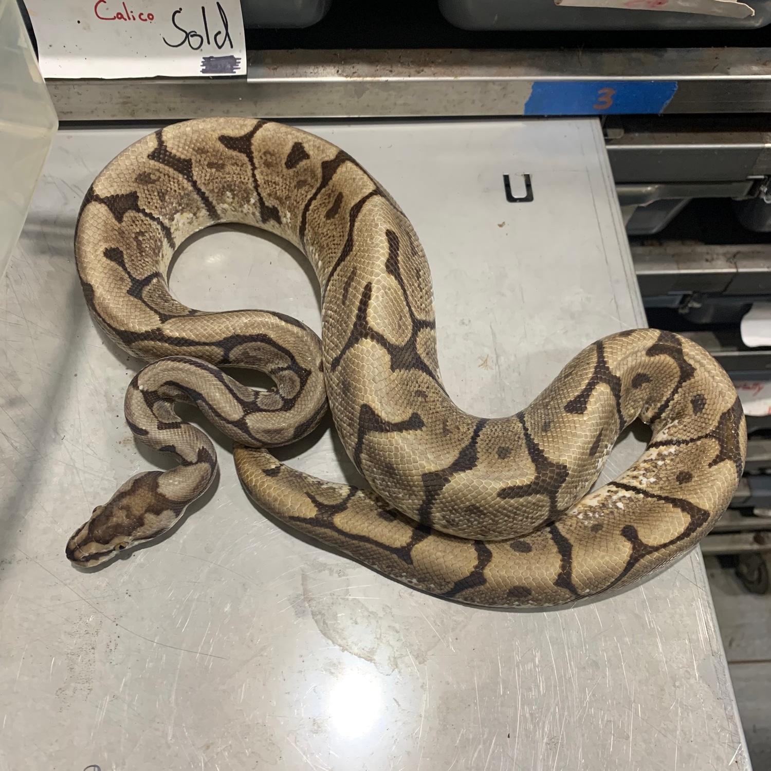 GHI Spider Ball Python by Freedom Breeder - MorphMarket