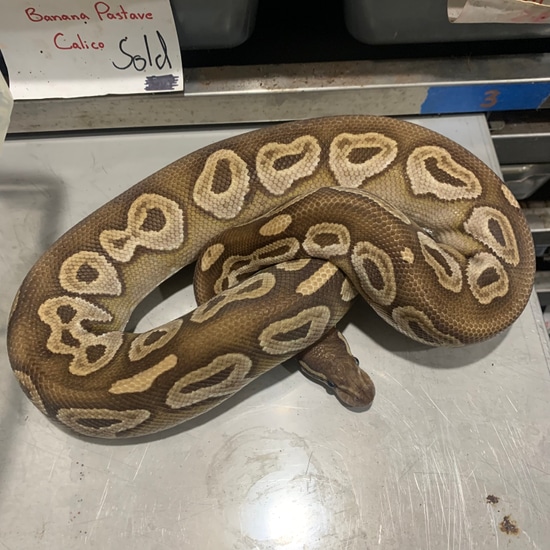 Mojave Black Pastel Dinker Ball Python by Freedom Breeder
