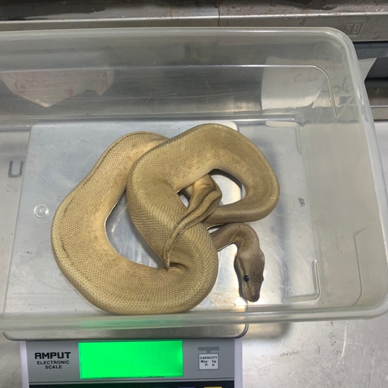 Pastel Calico G-Stripe Pos. Super Pastel Ball Python by Freedom Breeder