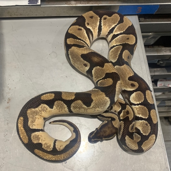 Super Orange Dream Ball Python by Freedom Breeder