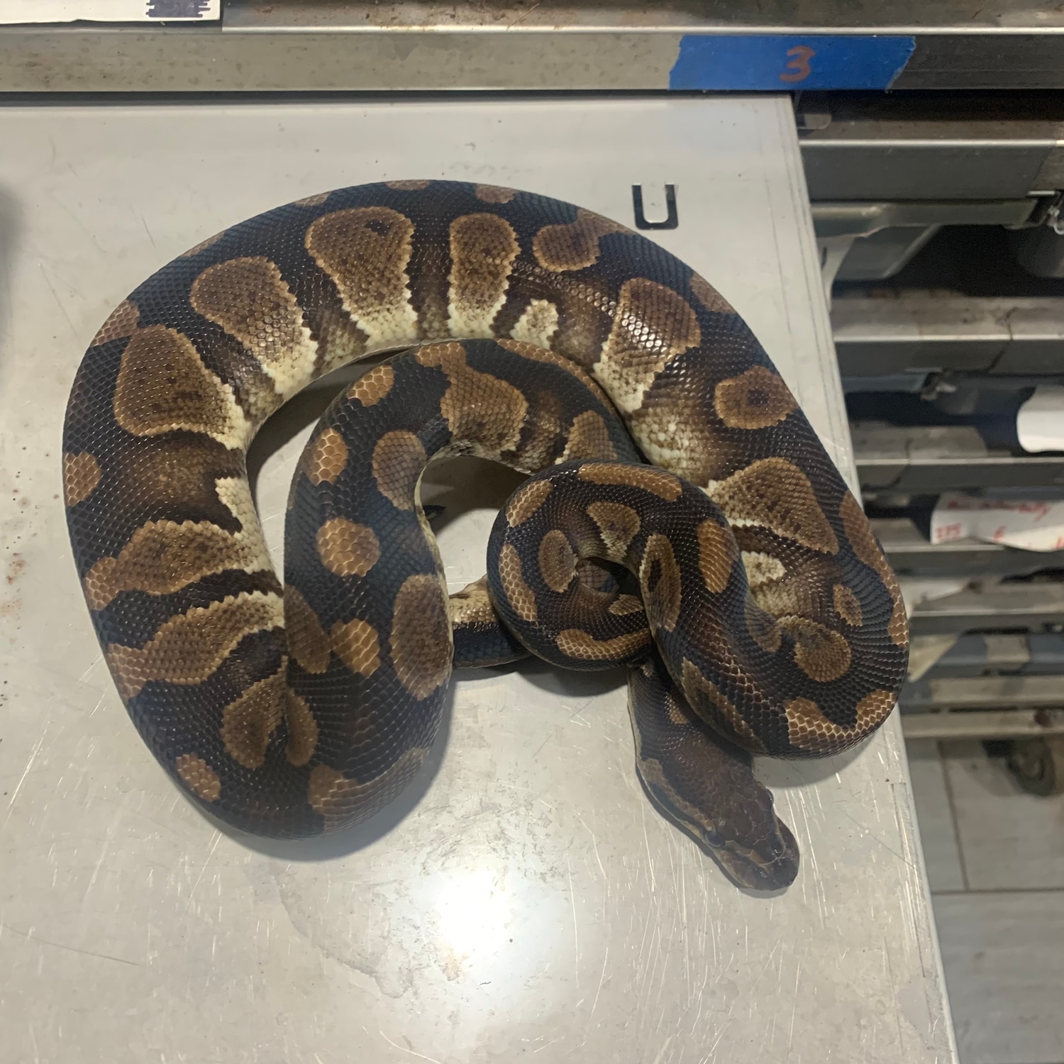Chocolate Ball Python by Freedom Breeder - MorphMarket