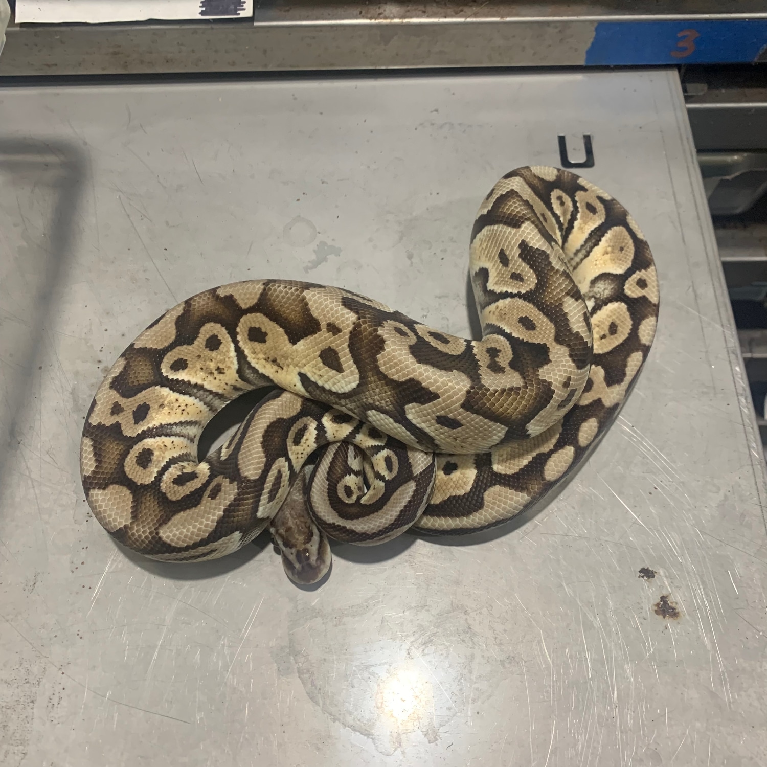 Pastel Spotnose Het Albino Pos. Leopard Ball Python by Freedom Breeder ...