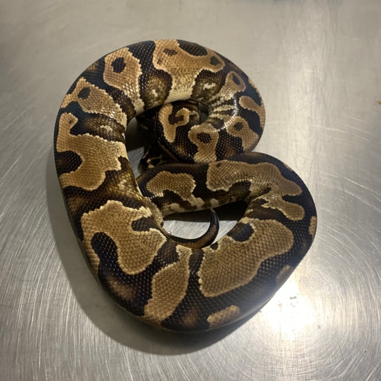 Cryptic Yellowbelly Ball Python by Freedom Breeder