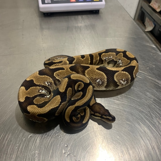 Special Calico Dinker Ball Python by Freedom Breeder
